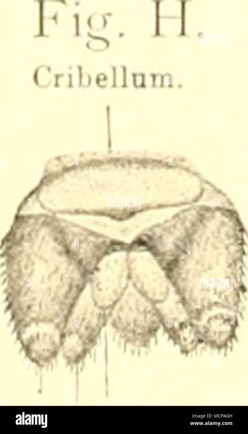 Fiir hi-res stock photography and images - Alamy