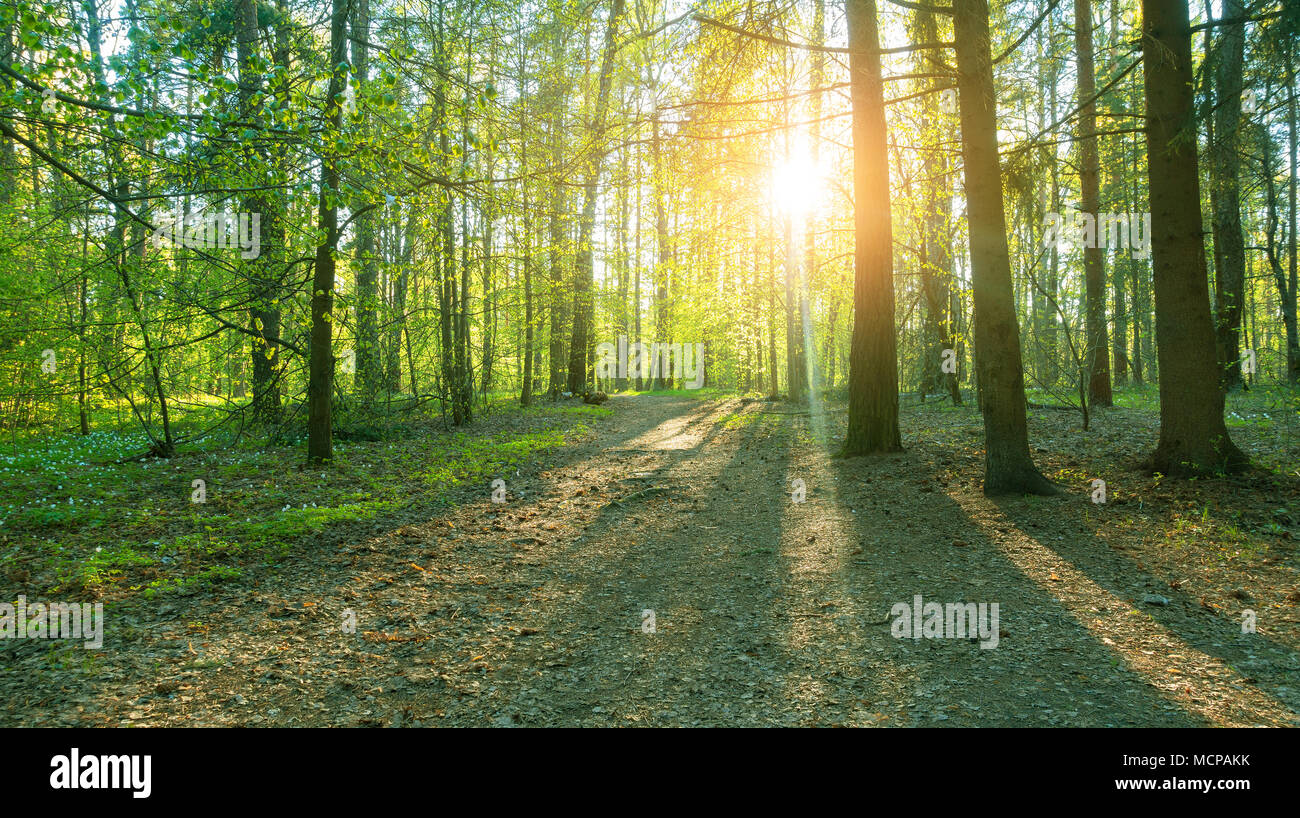 Beautiful woods, sunset in forest. Trees and flowers in beautifull ...