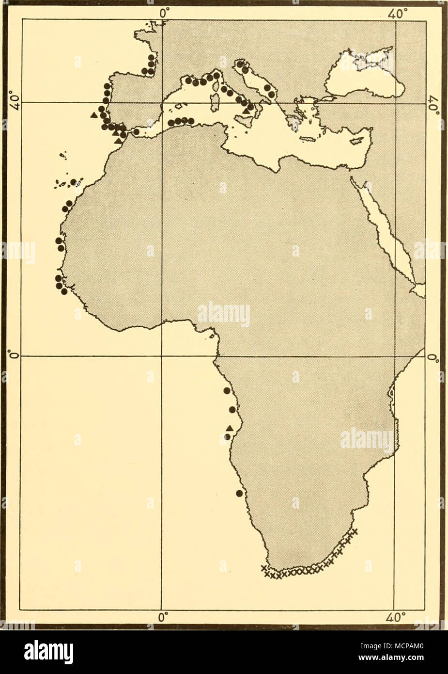 Pennatula rubra hi-res stock photography and images - Alamy