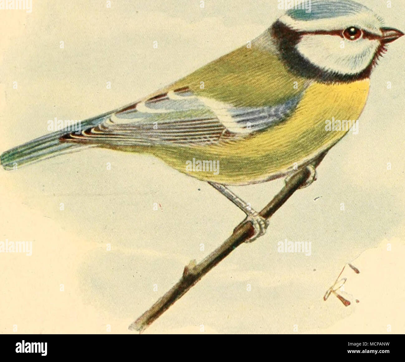 . Blaumeise (V.; nat. Gr.) Quelle & Meyer in LeiiJ/.i Stock Photo - Alamy