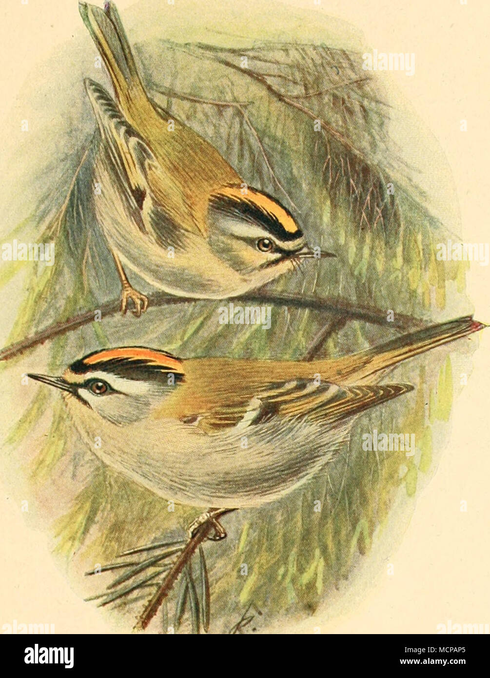 . Augenstreif-Goldhähnchen (oben Weibchen, unten Männchen), V5 "at. Gr ...