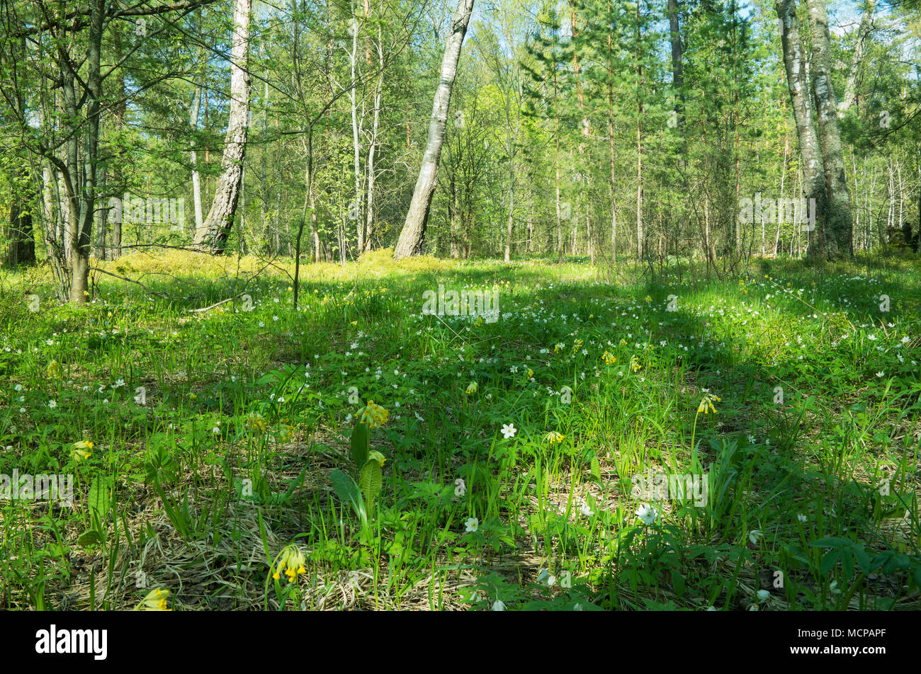 Beautiful wild forest after rain hi-res stock photography and images ...