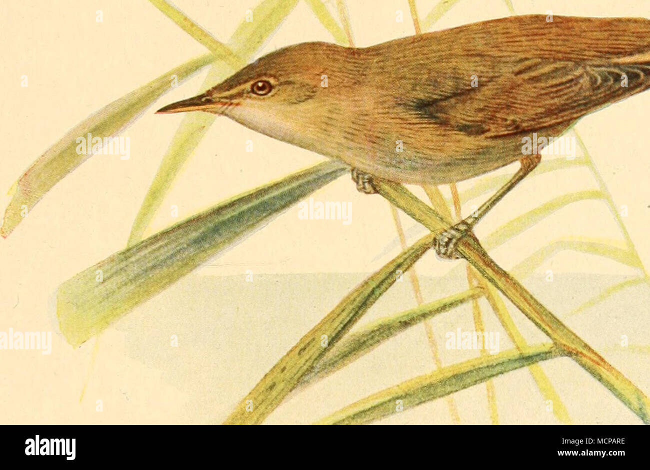 . Teichrohrsänger (^4 nat. Gr.) Quelle & Meyer in Leipzig Stock Photo ...