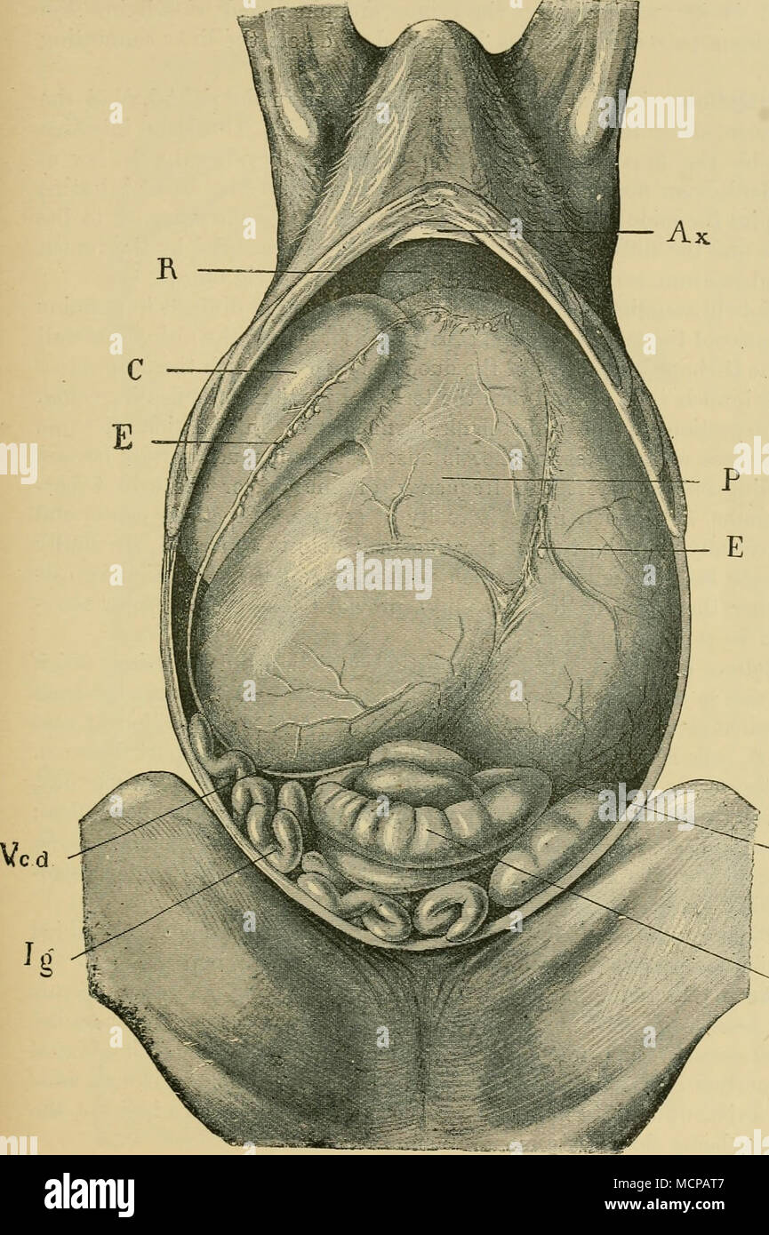 . Vc.o Gi Fig. 61.—Position of the iUxloniinal iscera, scon from below ...