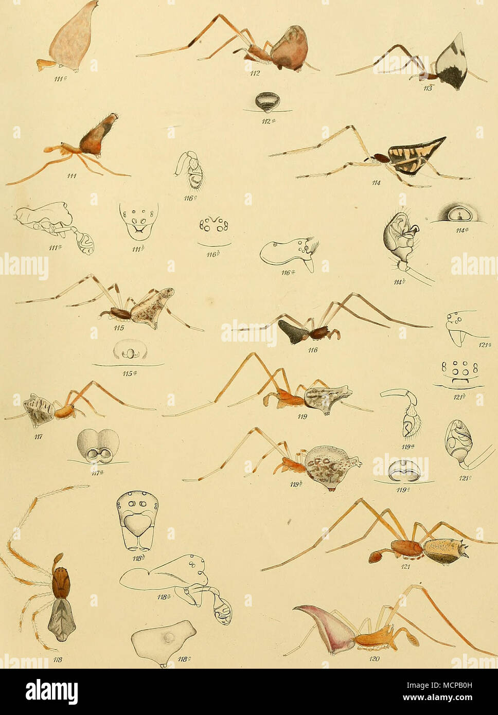 Spider adaptations hi-res stock photography and images - Alamy