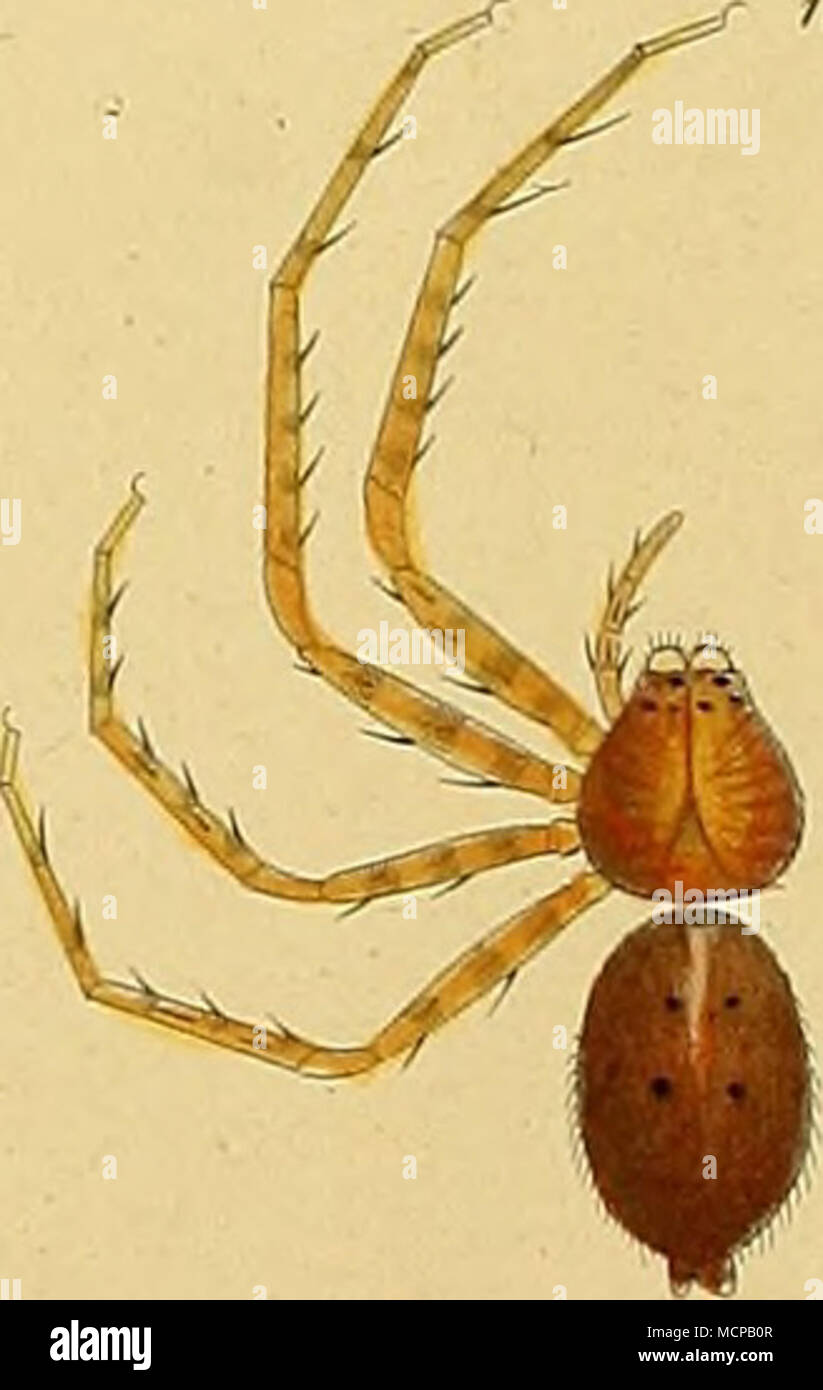 Spider physiology hi-res stock photography and images - Alamy