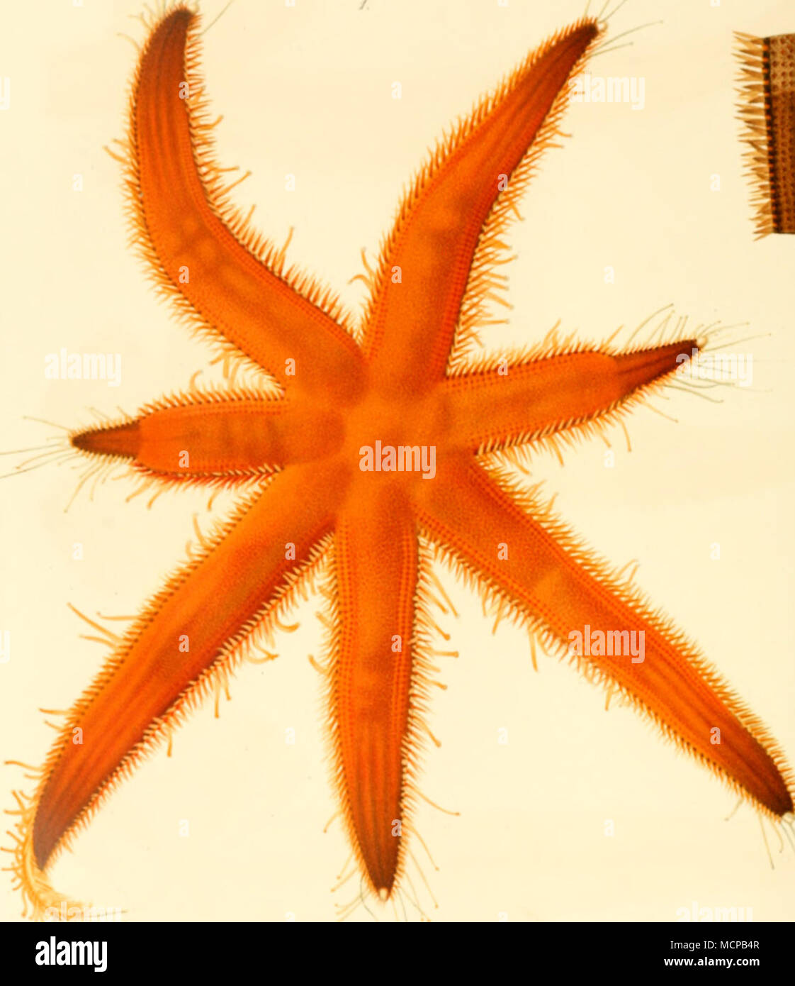 Luidia hi-res stock photography and images - Alamy