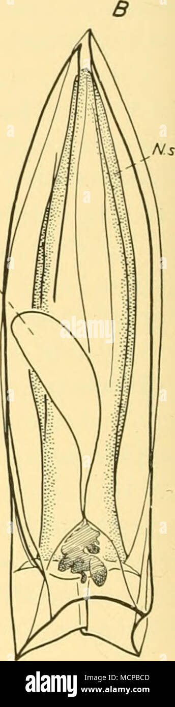 . Text-fig. 65. Chelophyes contorta. Two views of the anterior ...