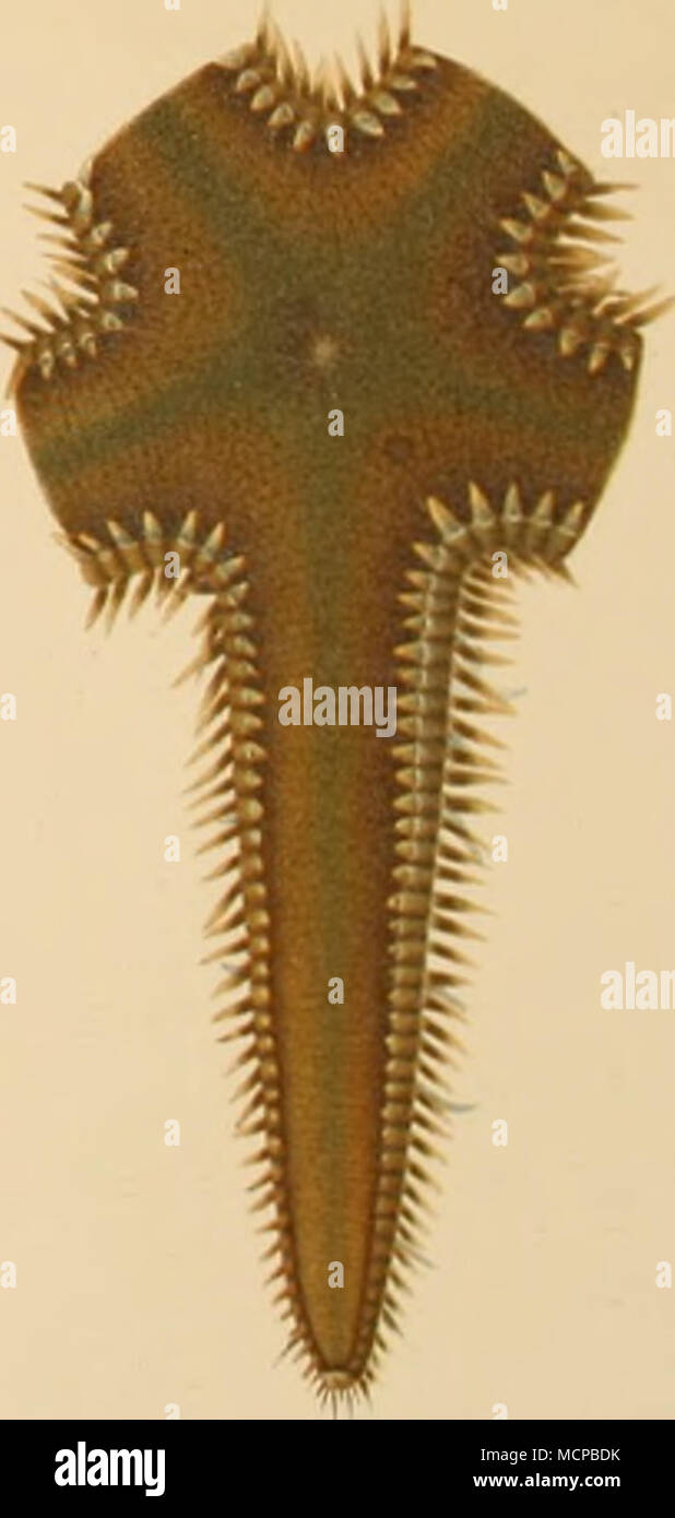 Bispinosus hi-res stock photography and images - Alamy