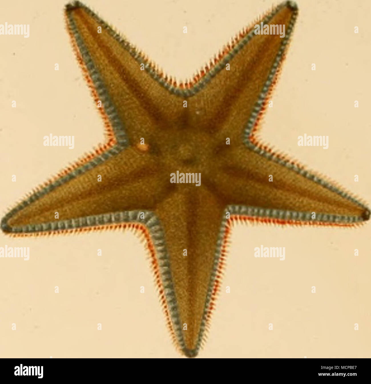 . 1,2.ASTR0PECTEN AURANTIftCUS. 3 ASTROPECTEN JONSTONI 4 pm' W ^- -u ...