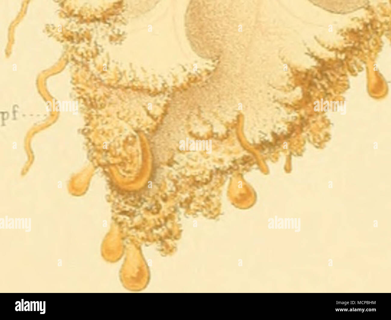 Chromolith hi-res stock photography and images - Alamy