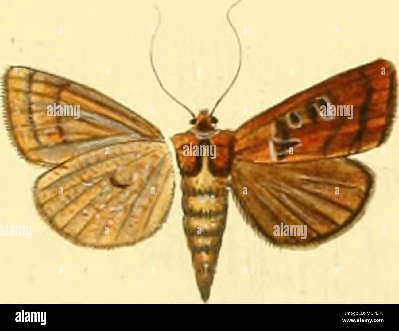 Opalina hi-res stock photography and images - Alamy