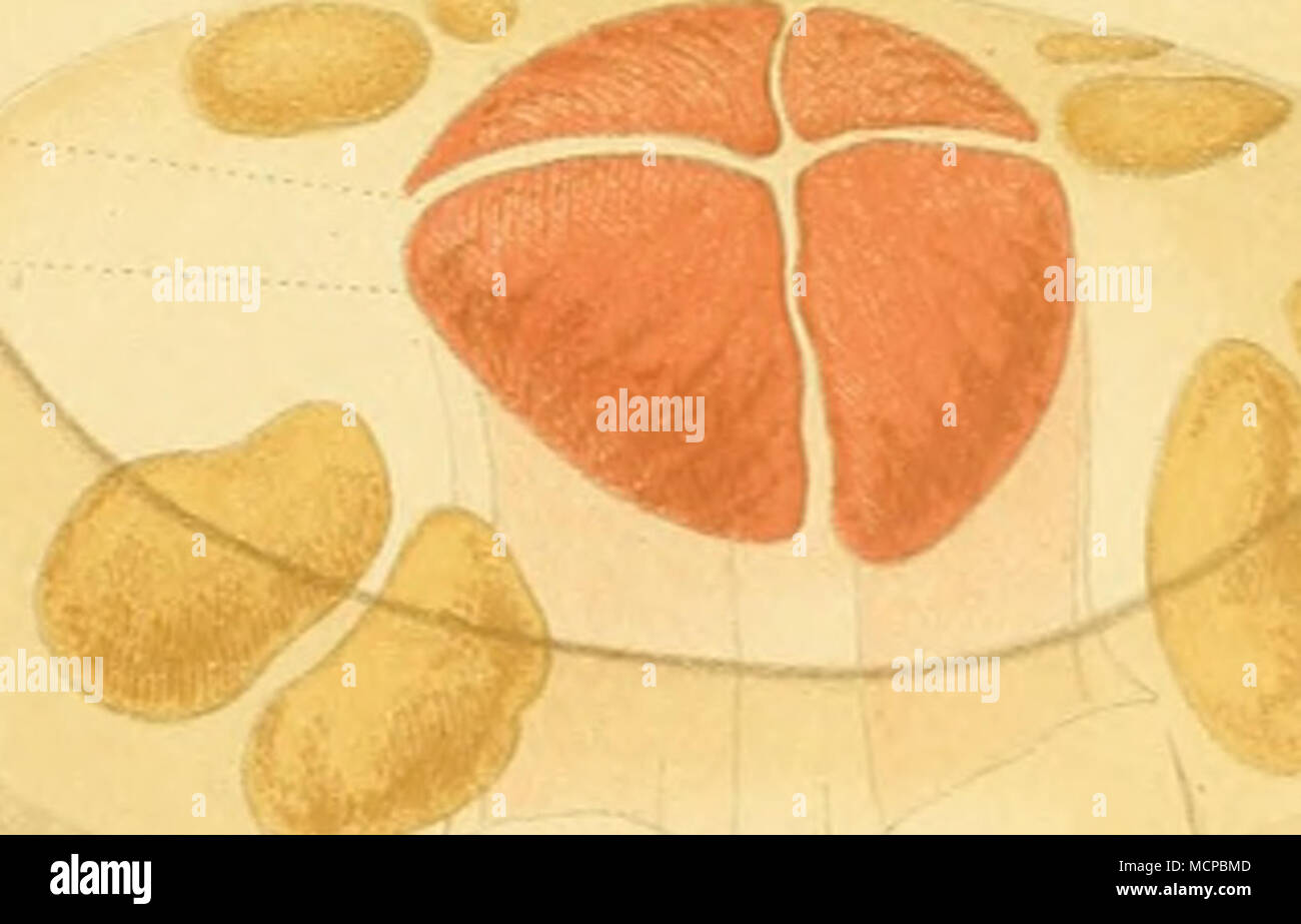 Chromolith hi-res stock photography and images - Alamy