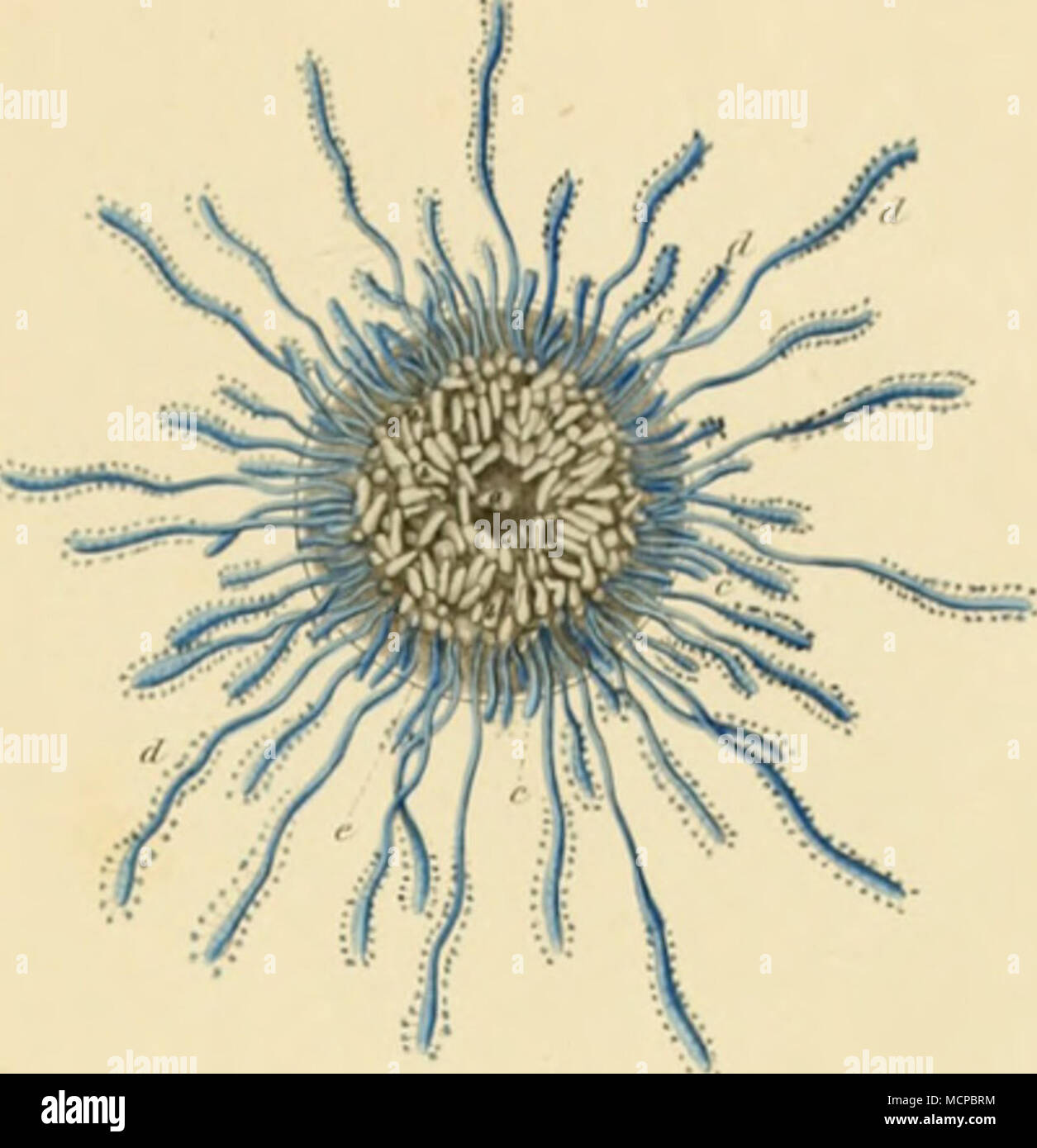 Fiff hi-res stock photography and images - Alamy