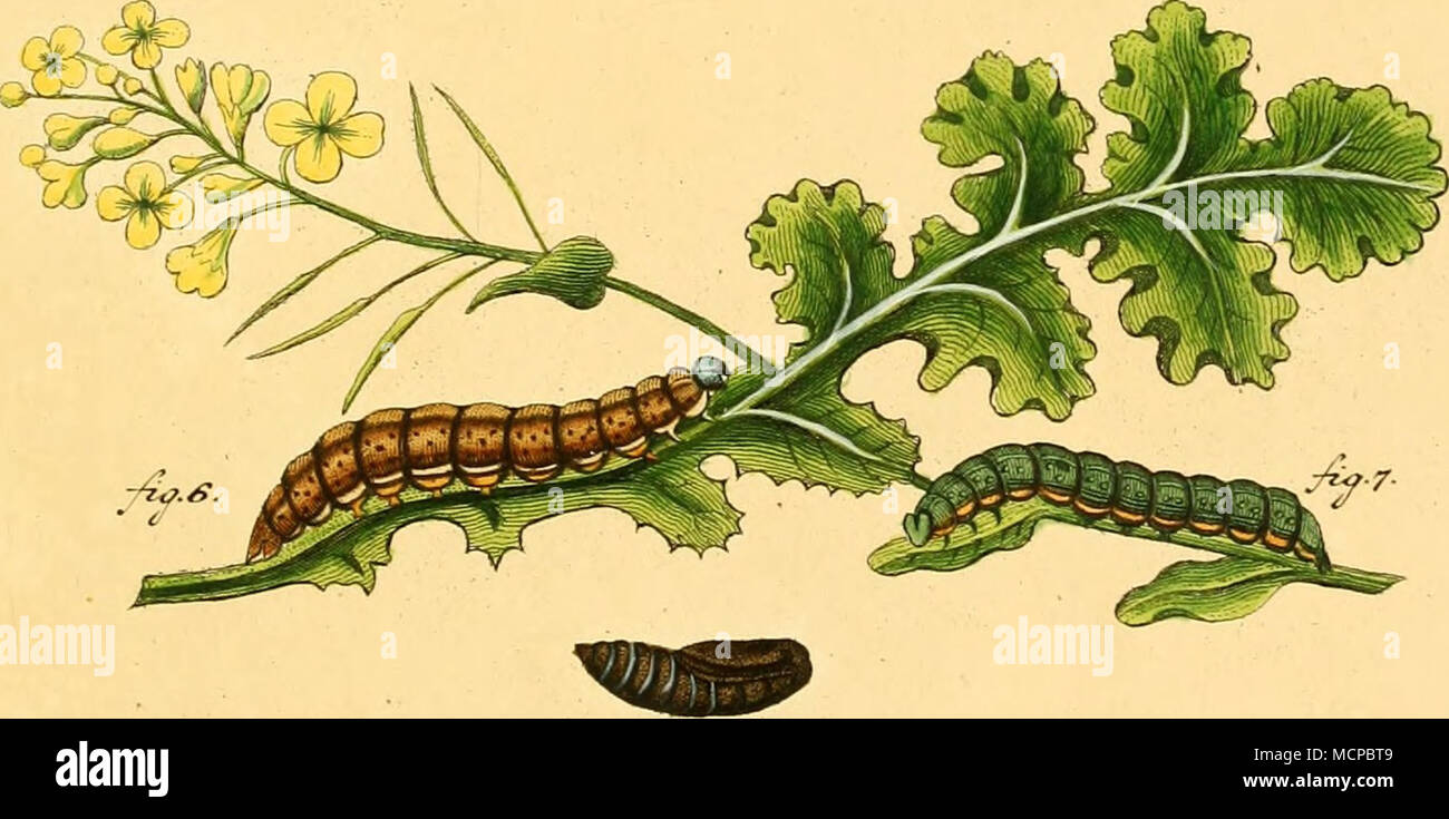 . PKalaeii. euroi J.C.Bcc/: ic Stock Photo - Alamy