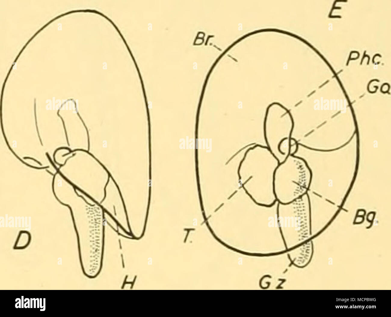 . Text-fig. 59. Lensia subtilis, eudoxids from Villefranche. A, B, two ...