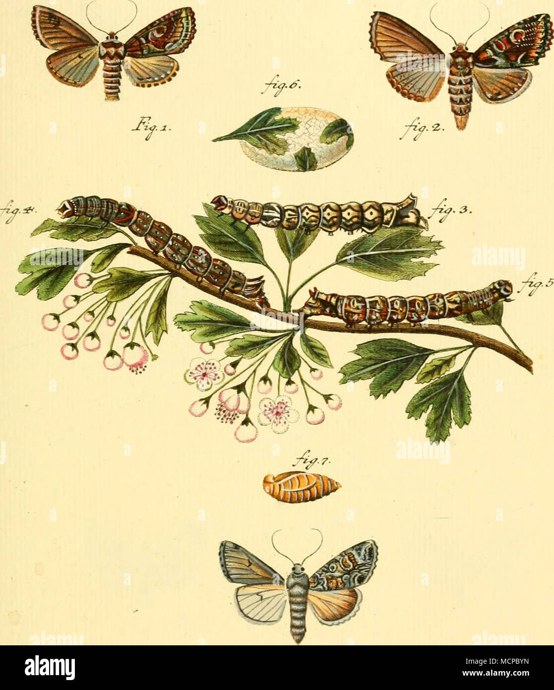 Pixa hi-res stock photography and images - Alamy