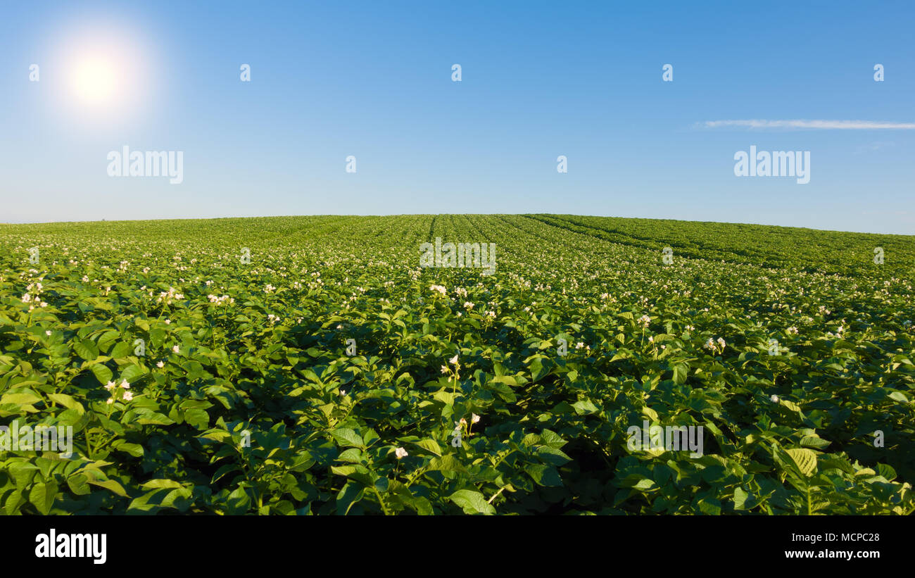 Potato field with flowers at sunny day. Green field of potatoes Stock ...