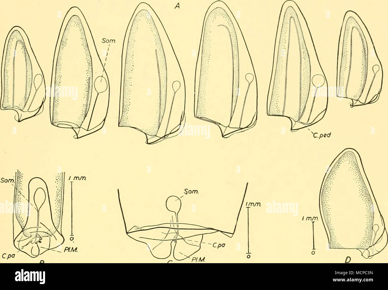 . B C Text-fig. 57. Lensia subtilis, anterior nectophores. A, a series ...