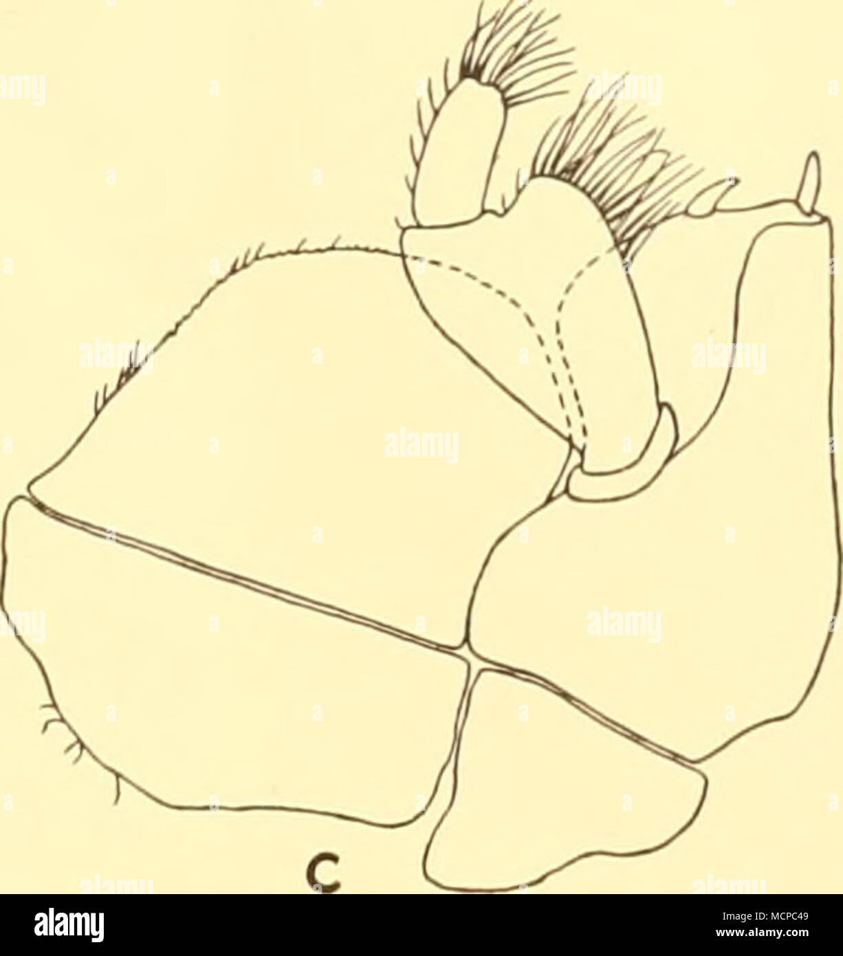 . a be Text-fig. 29. Serolis ovata sp.n. {a) Maxilla, x 32. {b ...