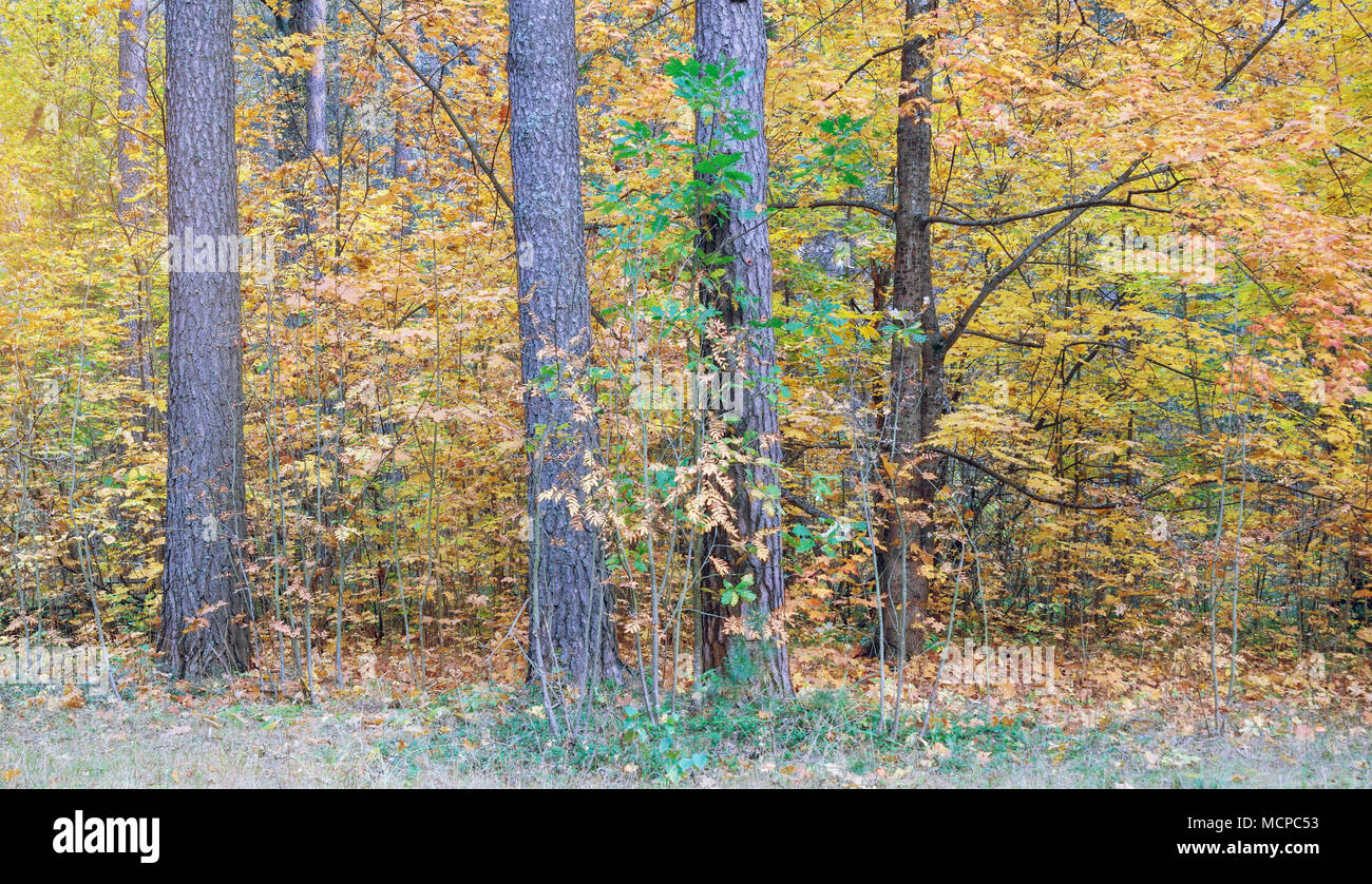 Autumn in forest. Nature, trees with colorful leaves Stock Photo - Alamy