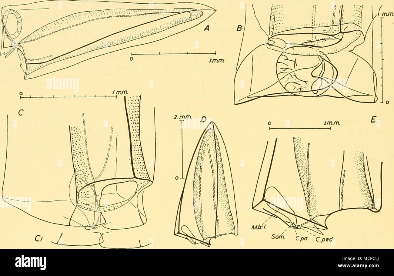 . Cpa cped Text-fig. 54. Lensia challengeri, sp.n., anterior nectophore ...