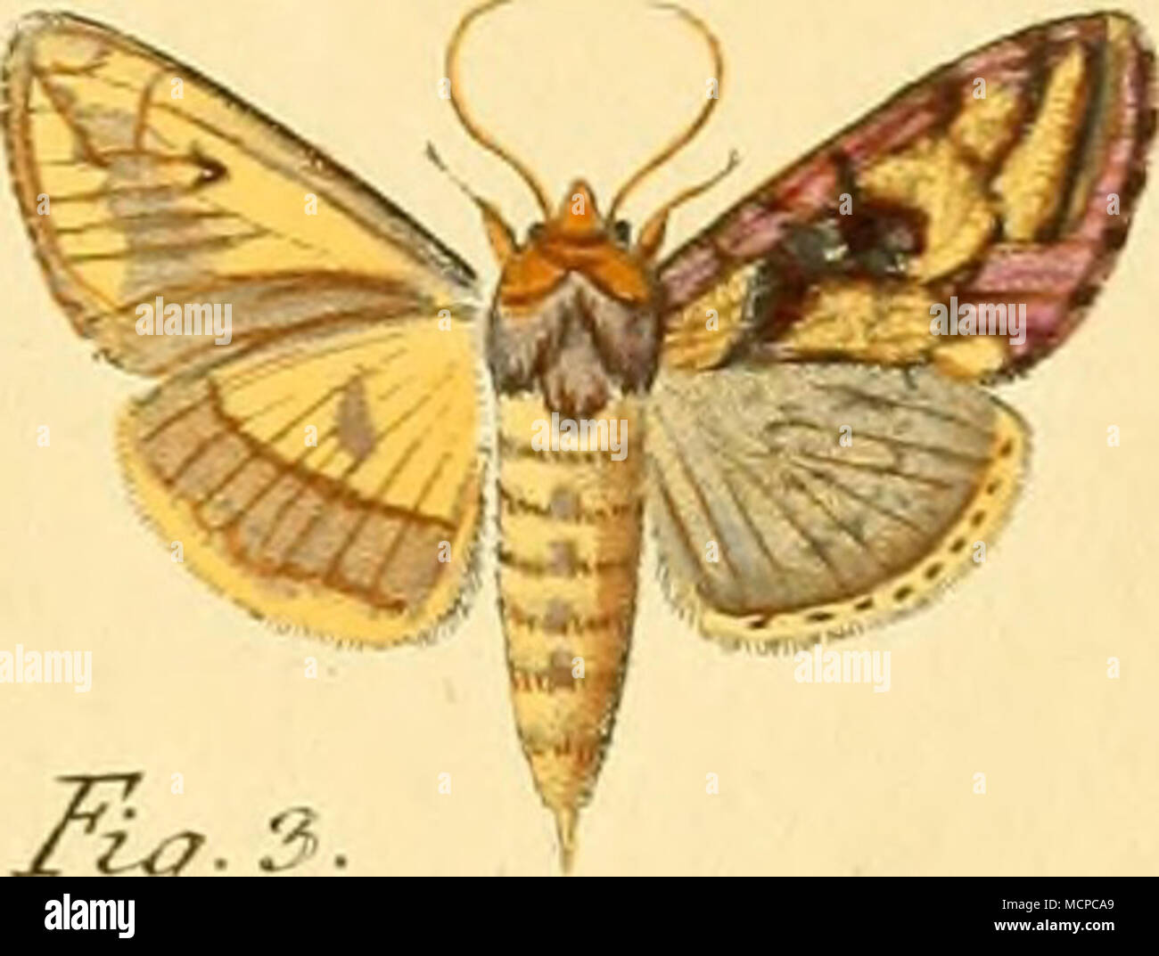 Zif hi-res stock photography and images - Alamy