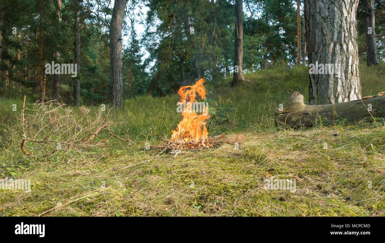Fire, fume and firewood in forest. Bonfire on the nature Stock Photo ...