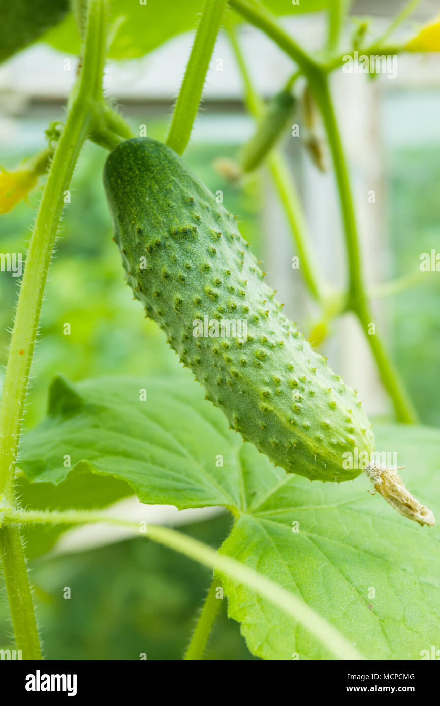Film greenhouses hi-res stock photography and images - Alamy