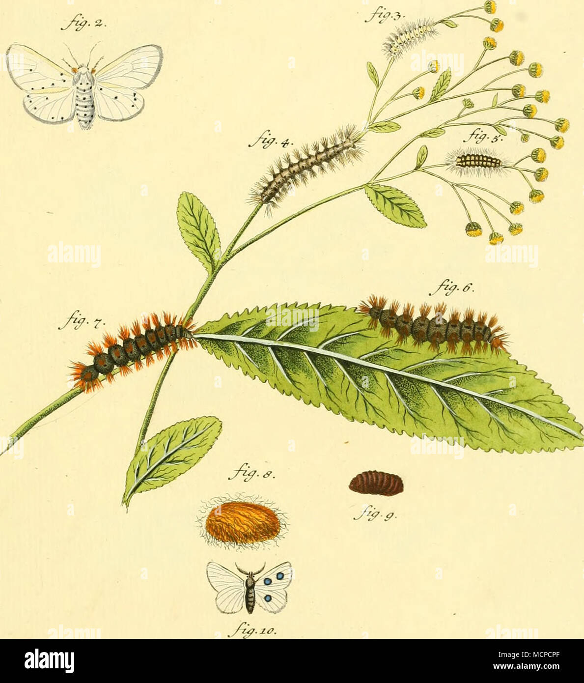 Laev hi-res stock photography and images - Alamy