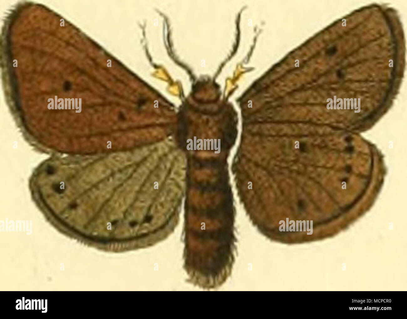 . Tom. III. Tat. XXII Stock Photo - Alamy