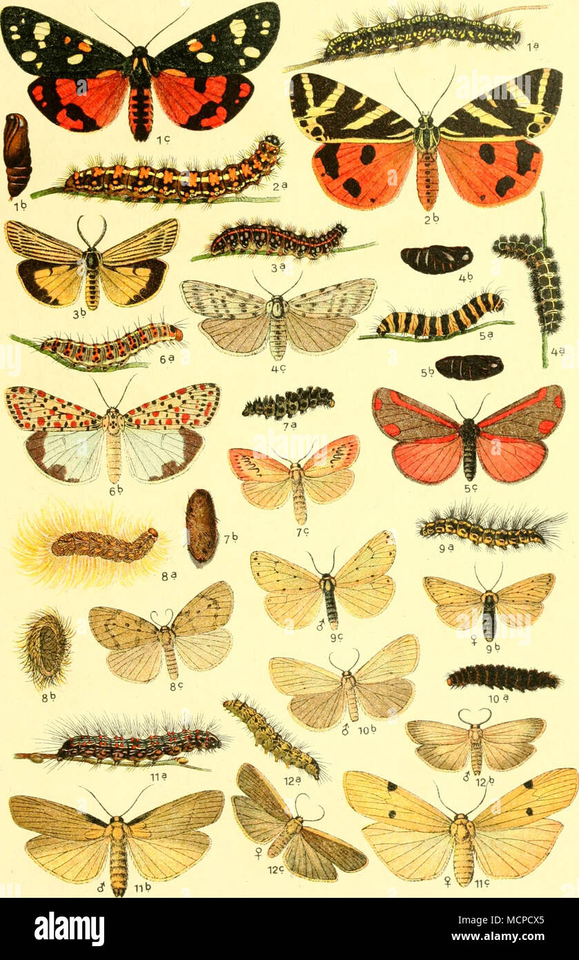 Cribrum hi-res stock photography and images - Alamy