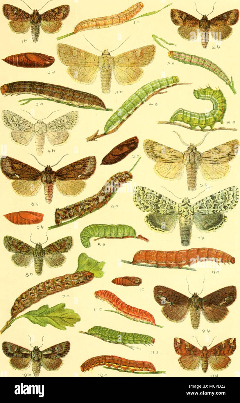 . 1. Hadena unanimis, 2. secalis. 3. Ammoconia caecimacula. 4. Polia ...