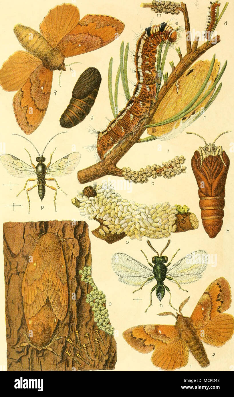 Dendrolimus hi-res stock photography and images - Alamy