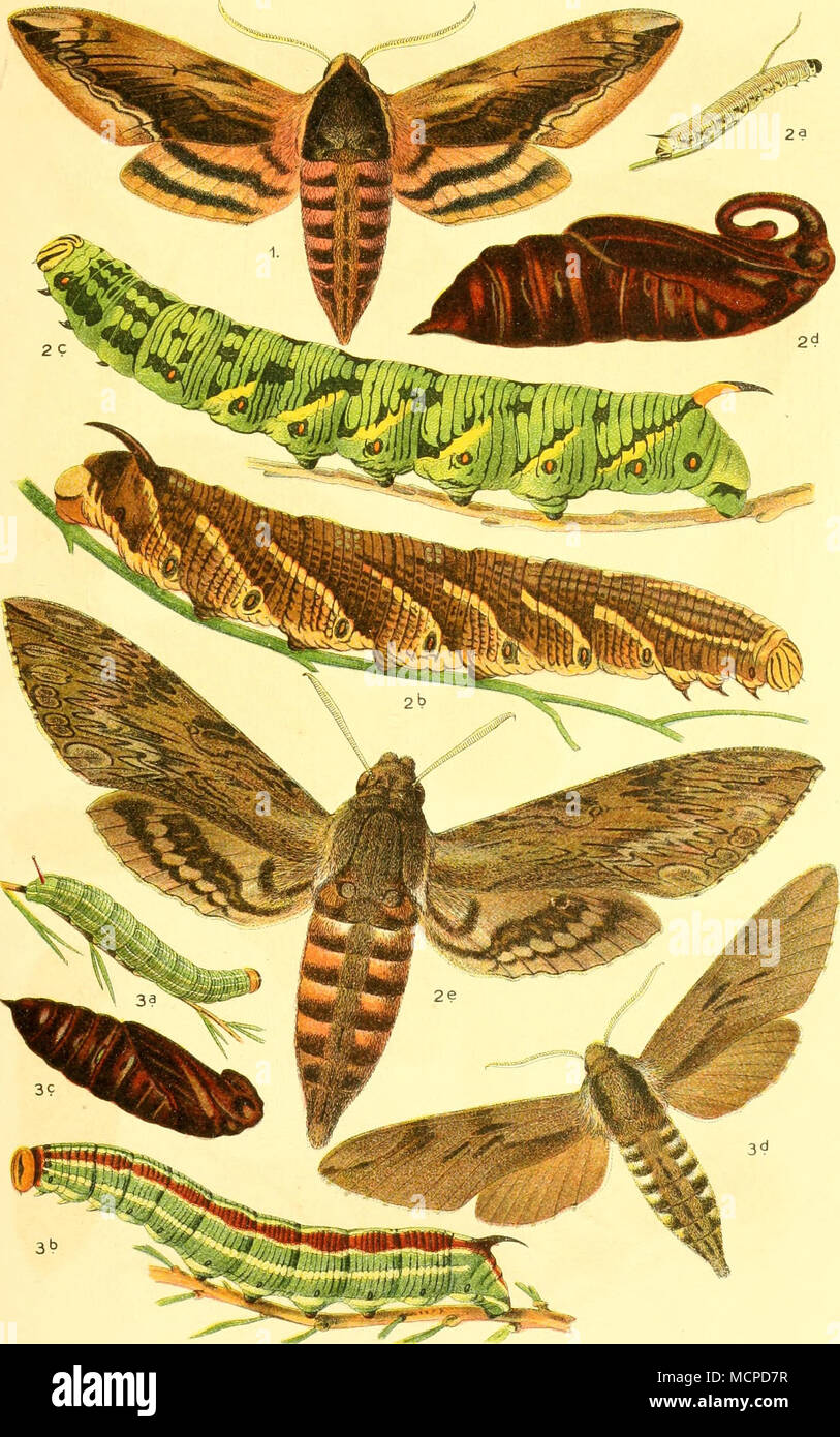 Sphinx convolvuli hi-res stock photography and images - Alamy