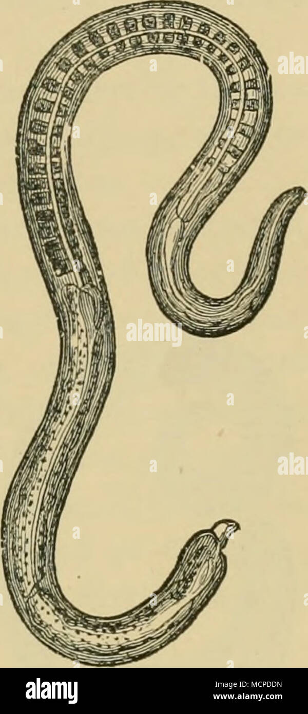 . Fig. 46.—Male trichina from the intestine. (Colin Stock Photo - Alamy