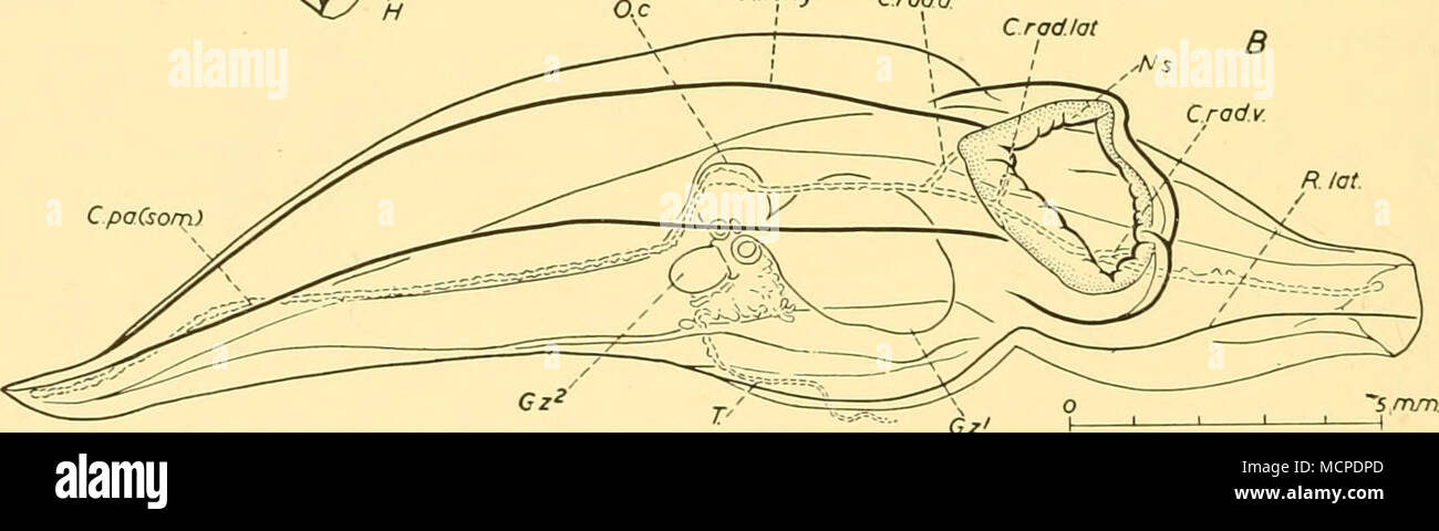 Gastrozooid hi-res stock photography and images - Alamy
