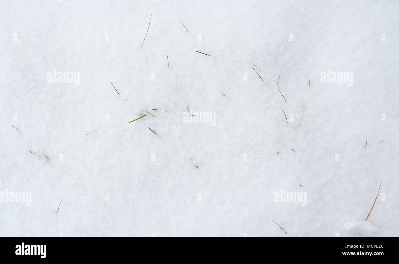 Green grass covered with first snow. First green grass from under snow ...