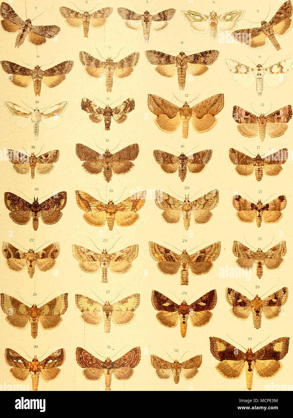 M seeger hi-res stock photography and images - Alamy