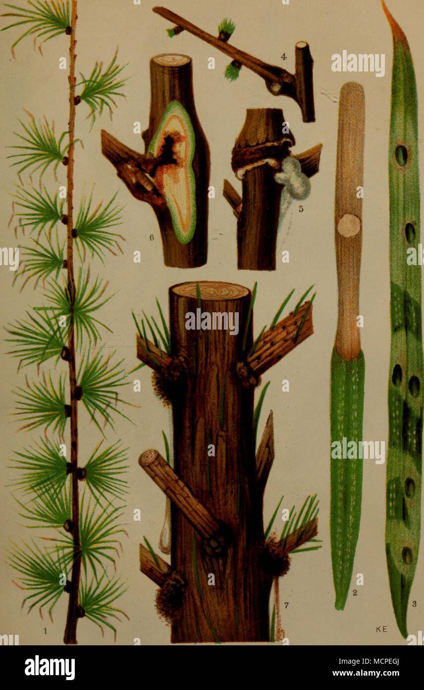 . 1—3. Coleophora larioella Hb. 4—6. Grapholitha zebeana Ratz. 7 ...