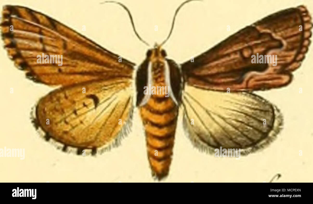 Carop hi-res stock photography and images - Alamy