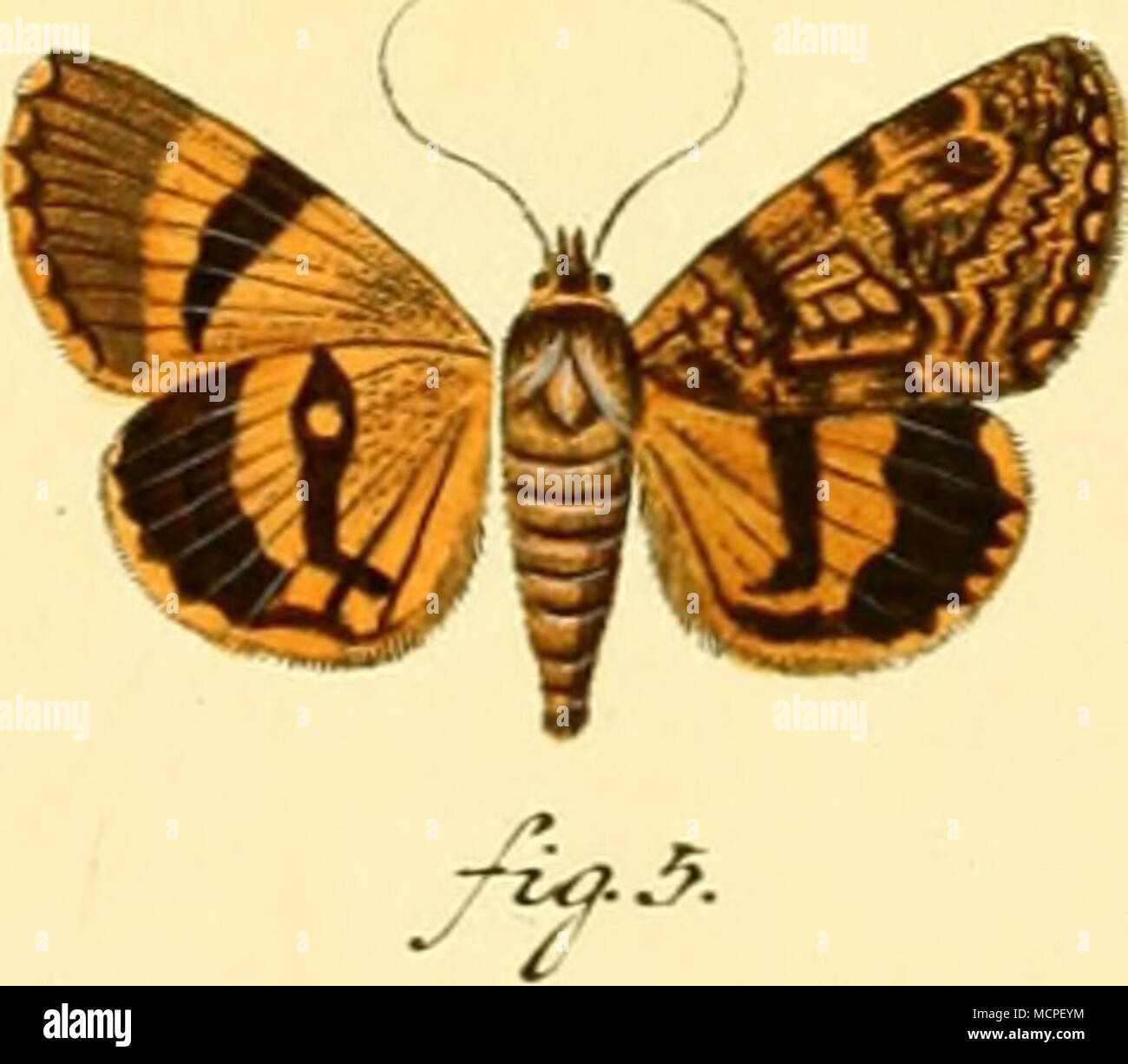 Lial hi-res stock photography and images - Alamy