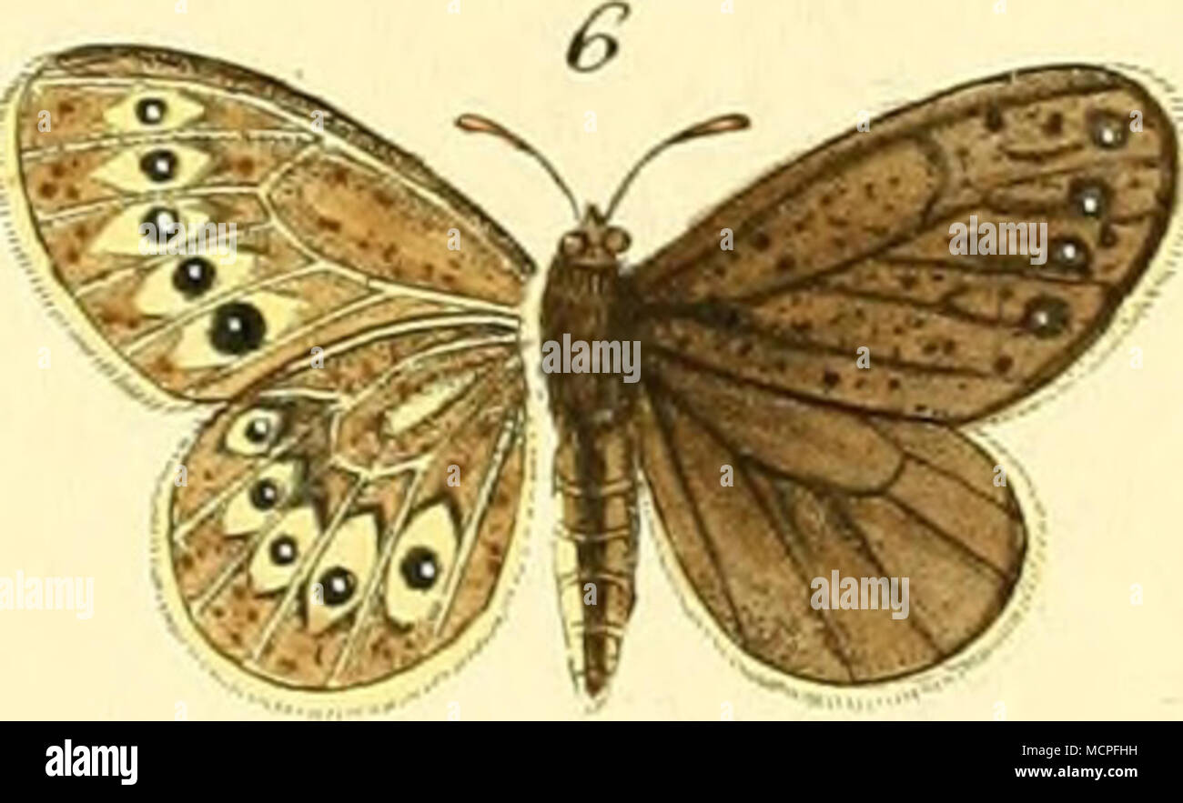 Europaeorum hi-res stock photography and images - Alamy