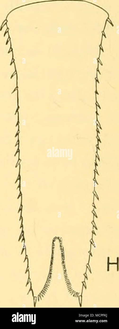 . Fig. 41. Mysis australe sp.n. A, anterior end of immature female in ...