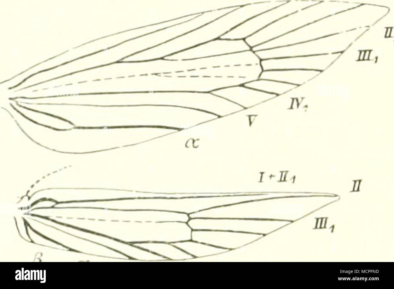 Dentella hi-res stock photography and images - Alamy