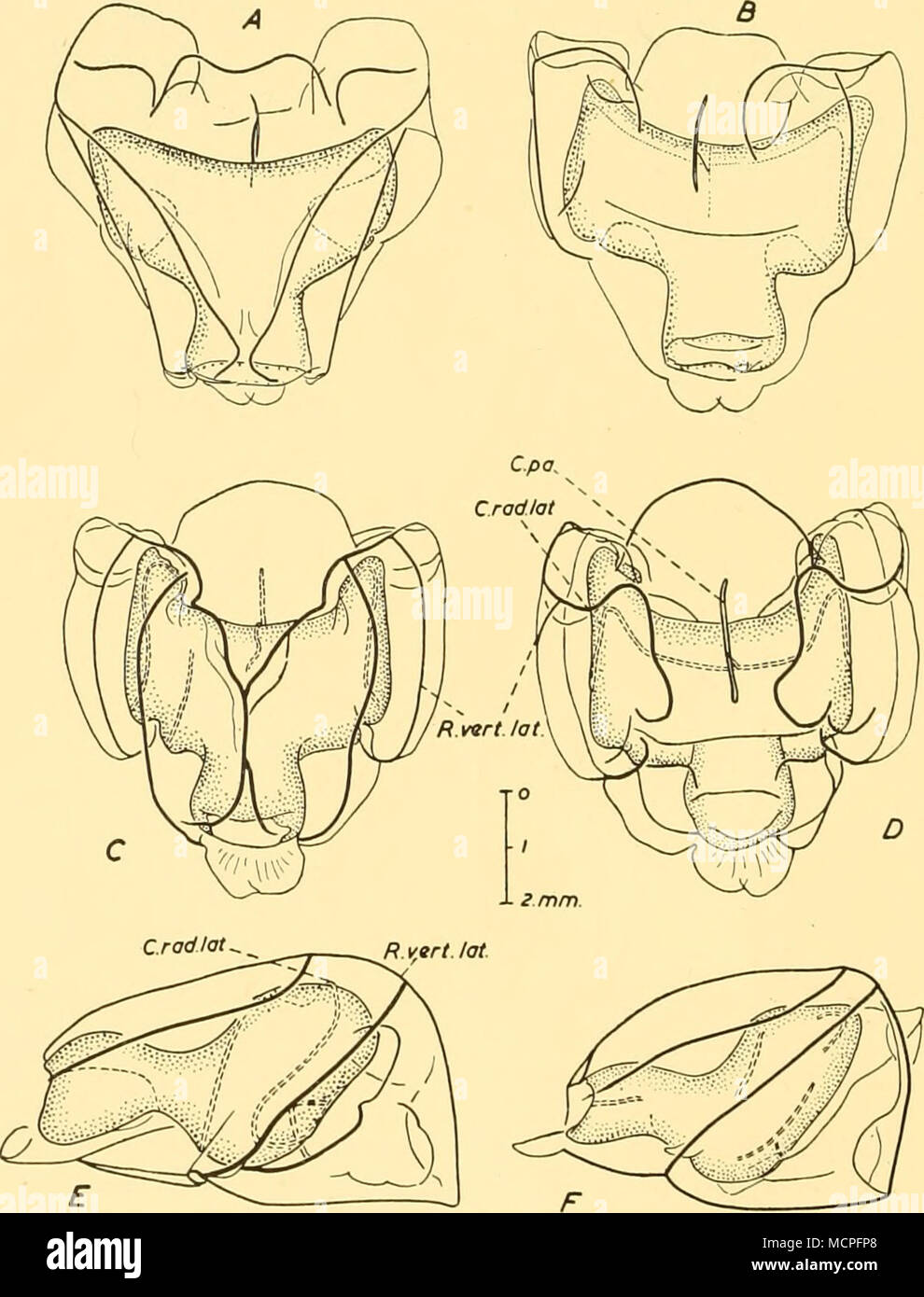 . Text-fig. 16. Stephanomia rubra. A, B, E, upper, lower, and side ...