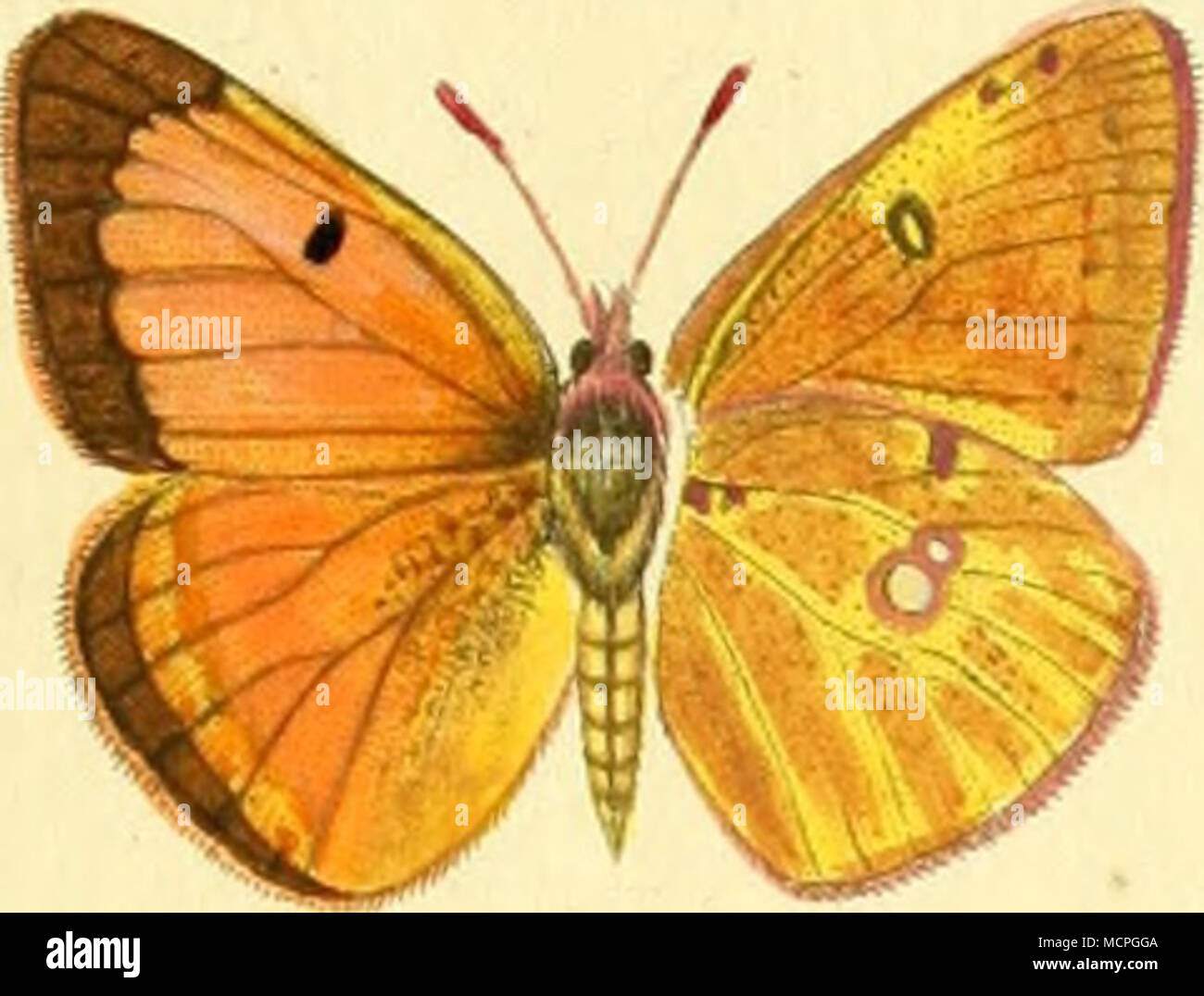 Tont hi-res stock photography and images - Alamy