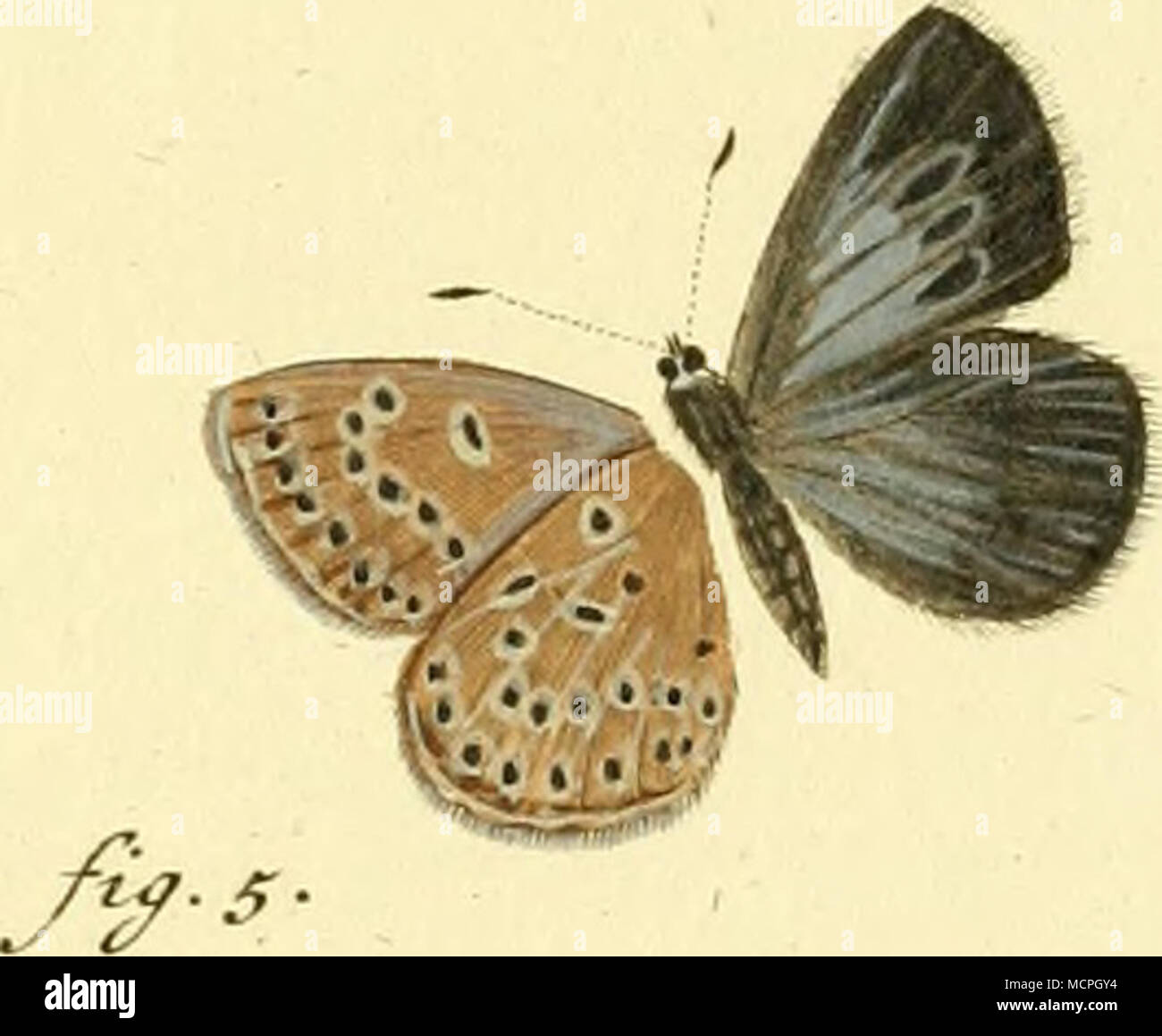 Ntr hi-res stock photography and images - Alamy