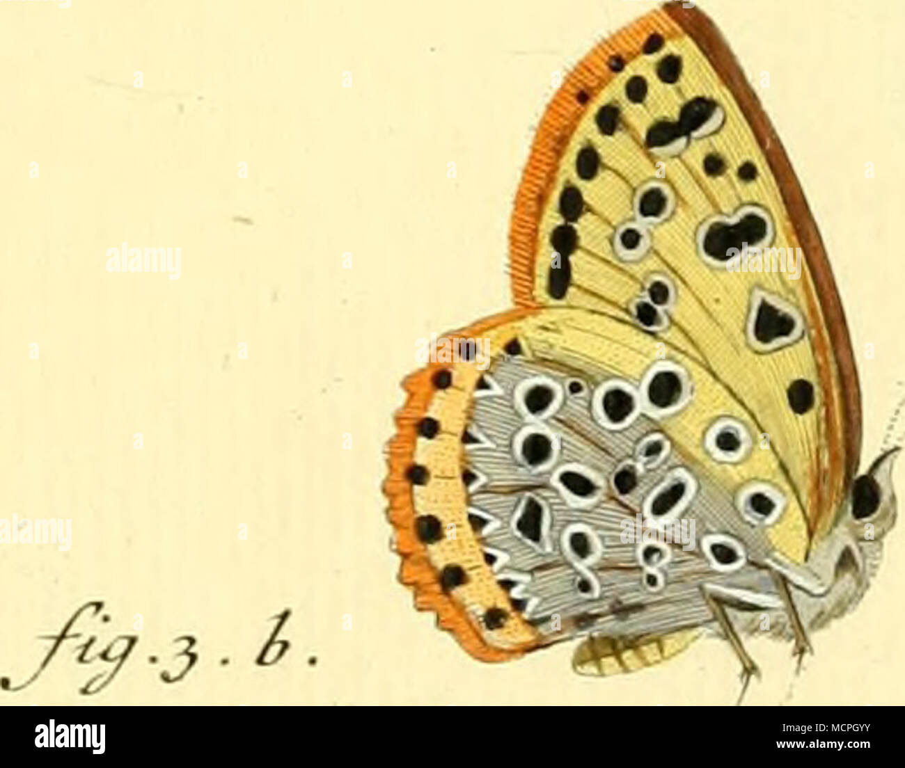 Papil hi-res stock photography and images - Alamy