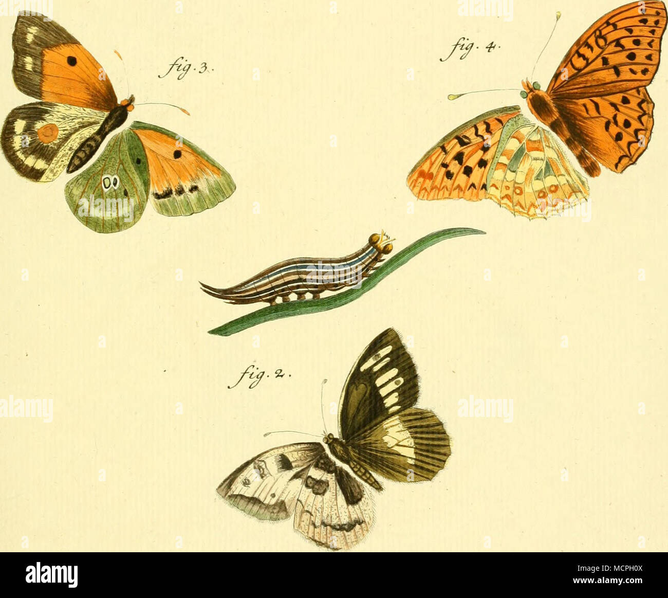 Papil hi-res stock photography and images - Alamy